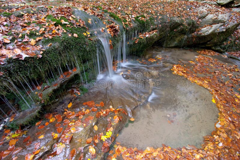 Jungle of Irati stock photo. Image of river, leafs, irati - 11320426