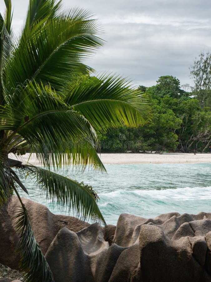 Jungle Just Behind the Beach on the Seychelles. Stock Photo - Image of ...