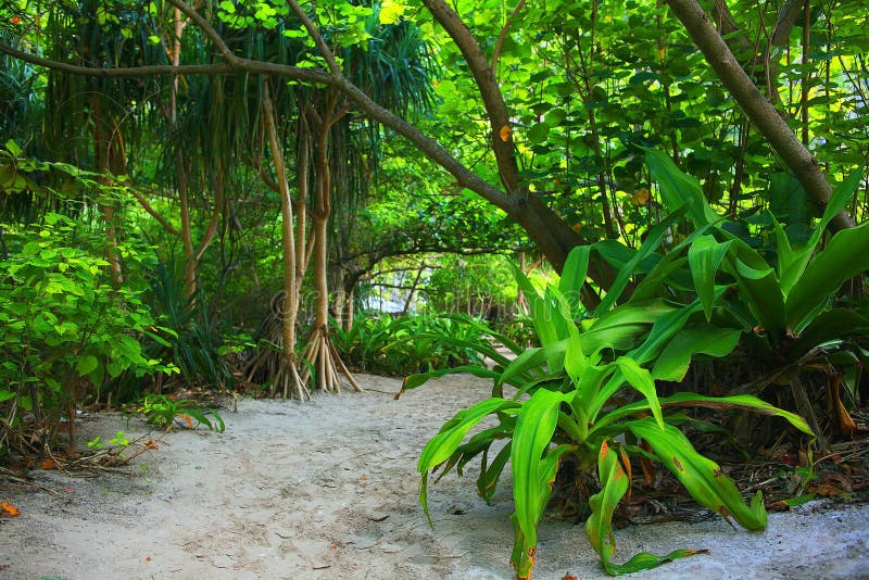 Jungle landscape stock image. Image of beauty, national - 58530295