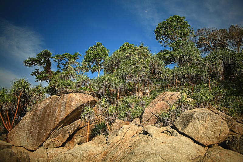 Jungle landscape stock photo. Image of hotel, sunny, island - 58345970