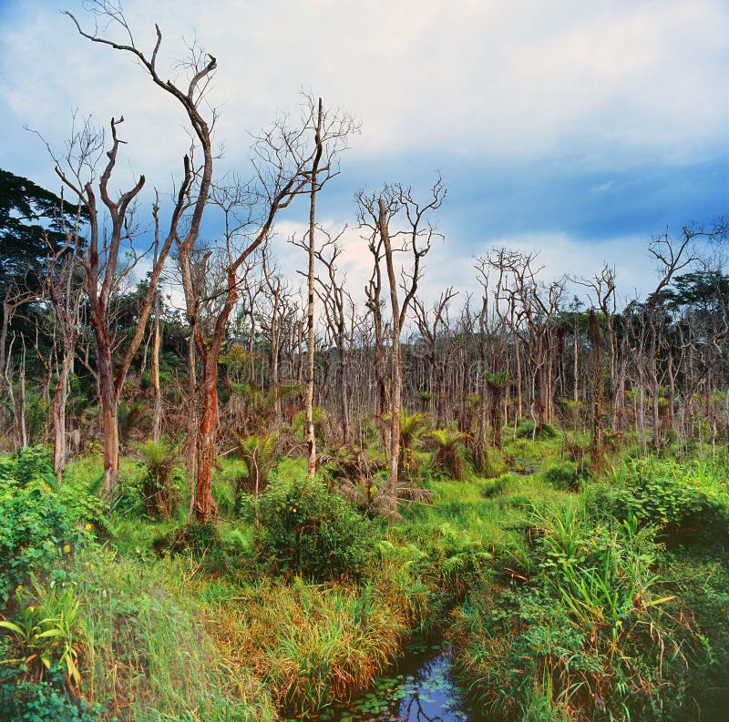 Jungle landscape in gabon stock image. Image of tree - 103845921