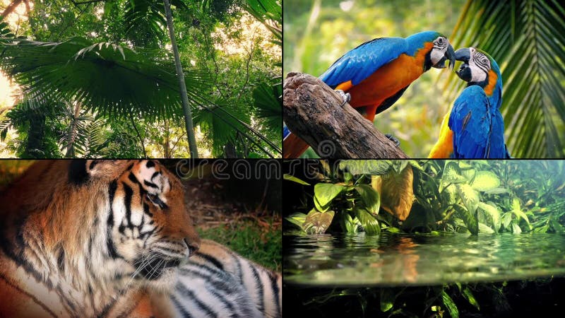Jungle Life Montage stock video. Video of moving, america - 65387855