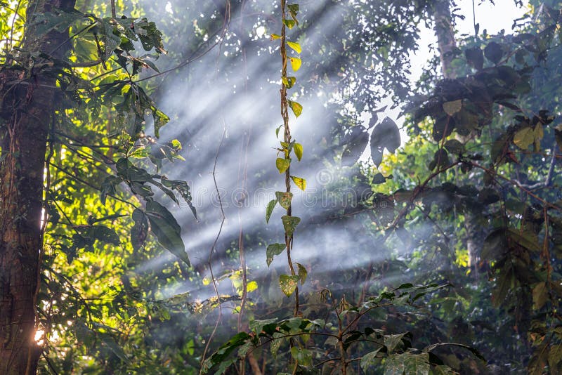 Light Rays In Rainforest Path Stock Image - Image of photograph ...