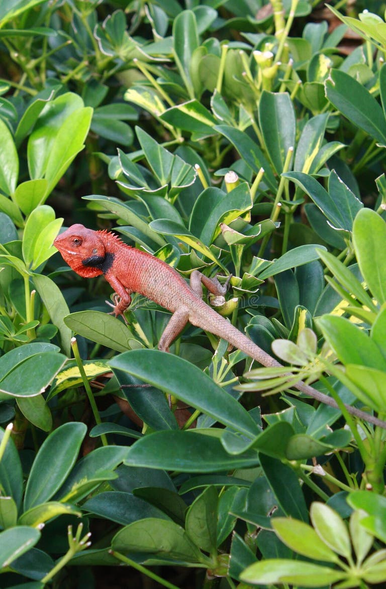 16,441 Red Lizard Mex Stock Photos - Free & Royalty-Free Stock Photos ...