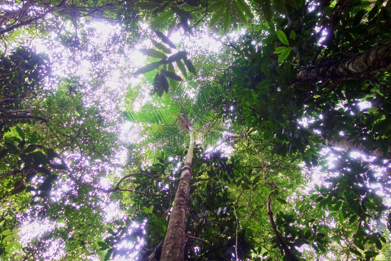 Jungle stock image. Image of plant, beautiful, texture - 93320577