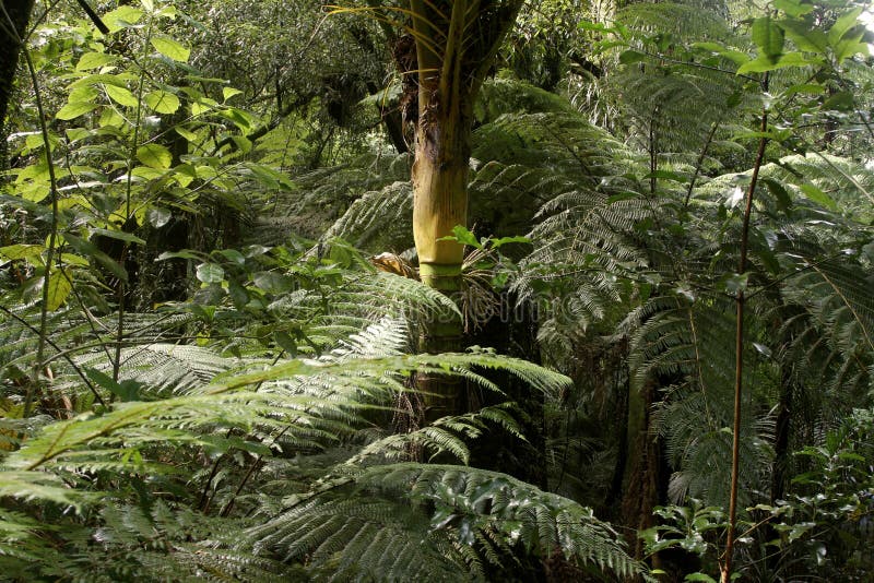 Jungle stock image. Image of jungles, climate, ecology - 51463559