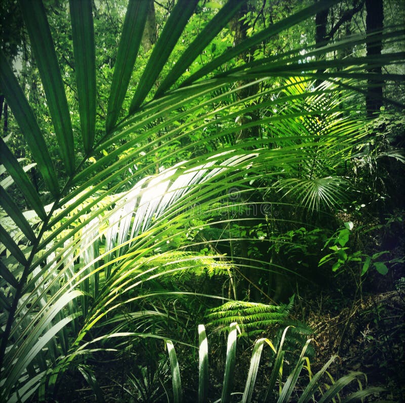 Jungle stock image. Image of forests, natural, bush, growth - 52261023