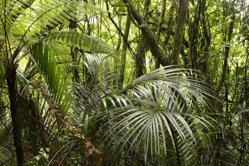Jungle stock photo. Image of outside, jungles, greenery - 53201574