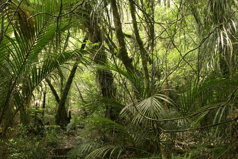 Jungle stock photo. Image of nature, freshness, color - 57155184