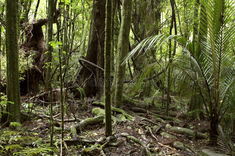 Jungle stock photo. Image of environment, rain, freshness - 63140776