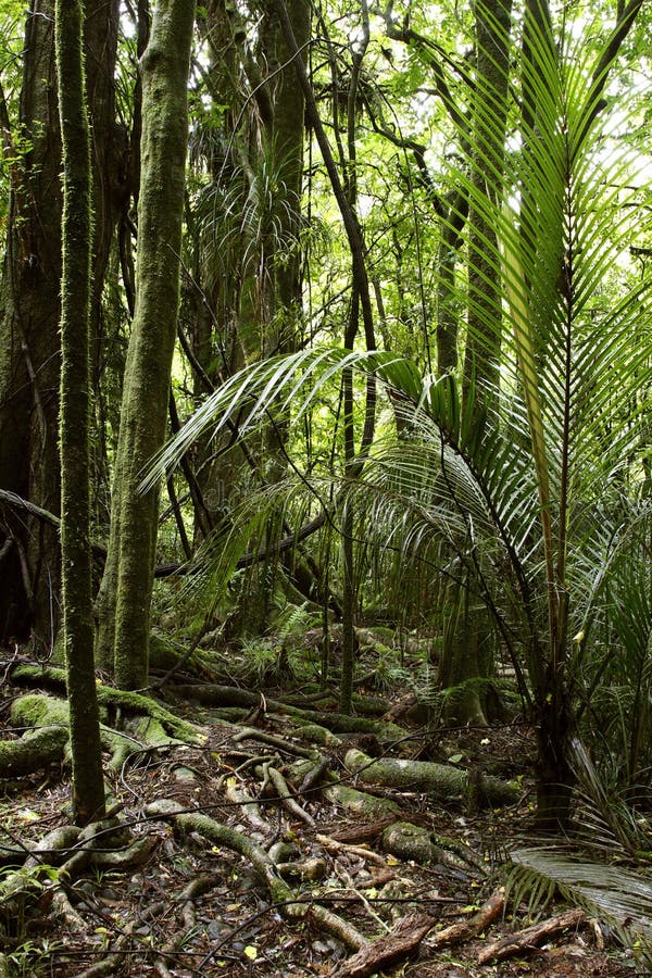Jungle stock photo. Image of greenery, jungles, rain - 63364402