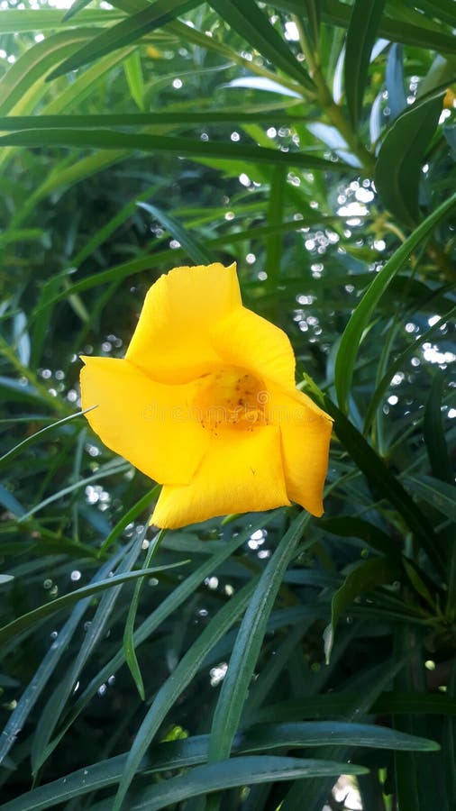 Jungle Mai Mungle Yellow Flower Stock Photo - Image of yellow, jungle ...