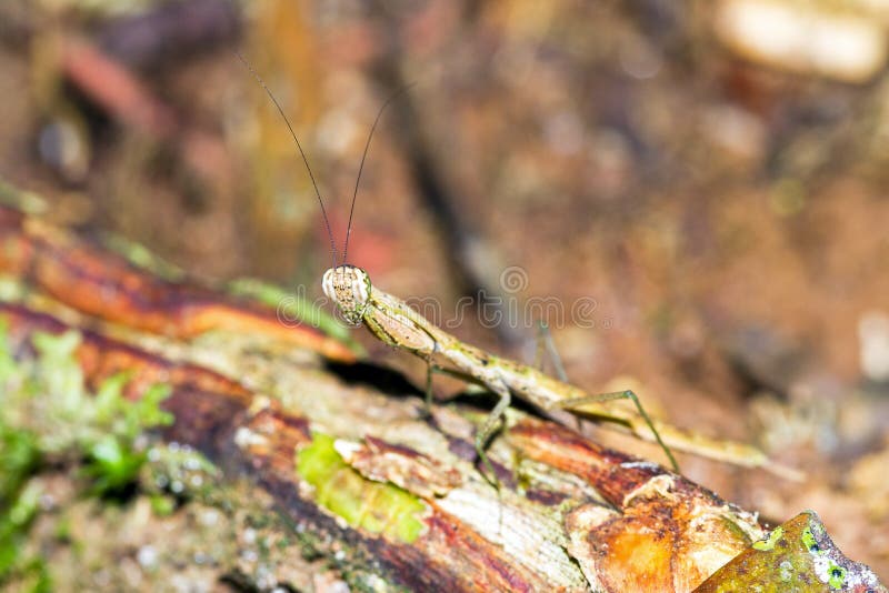 Madagascar Mantis Stock Photos - Free & Royalty-Free Stock Photos from ...