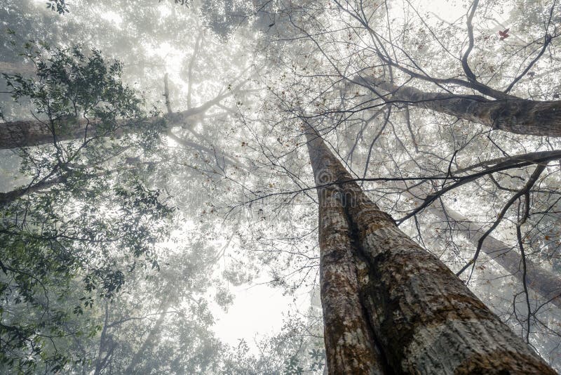 Jungle in the Mist stock photo. Image of abstract, forest - 109168718
