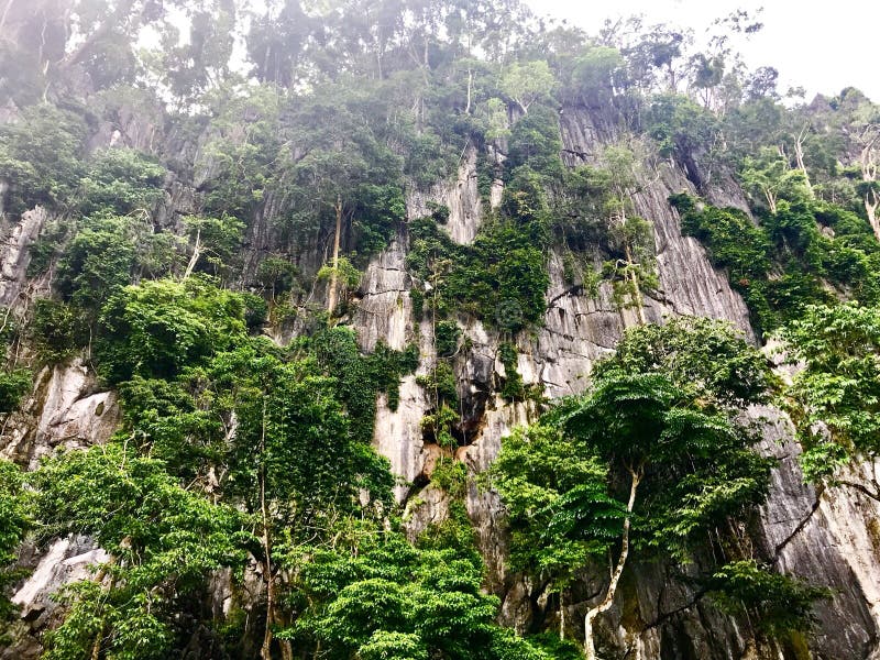 Jungle in the mist stock image. Image of jungle, mist - 123041269