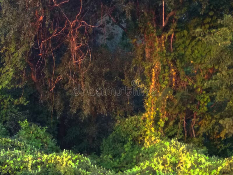 Morning in the jungle stock photo. Image of jungle, reserve - 10640354