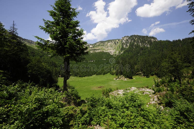 Jungle and Nature Reserve Rothwald, Austria Stock Photo - Image of ...
