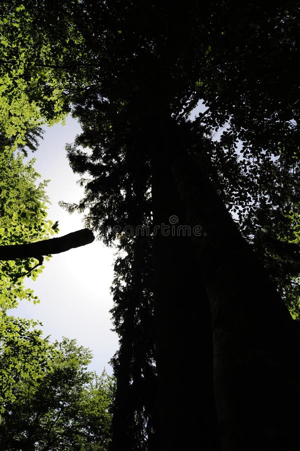 Jungle and Nature Reserve Rothwald, Austria Stock Photo - Image of ...
