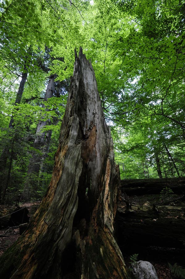 Jungle and Nature Reserve Rothwald, Austria Stock Photo - Image of ...