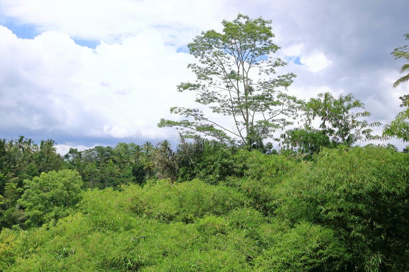 Jungle of Palm Trees in Tropical Ubud, Bali, Indonesia Editorial Stock ...