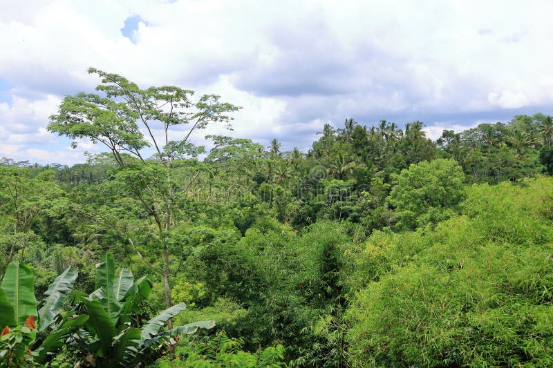 Jungle of Palm Trees in Tropical Ubud, Bali, Indonesia Stock Image ...