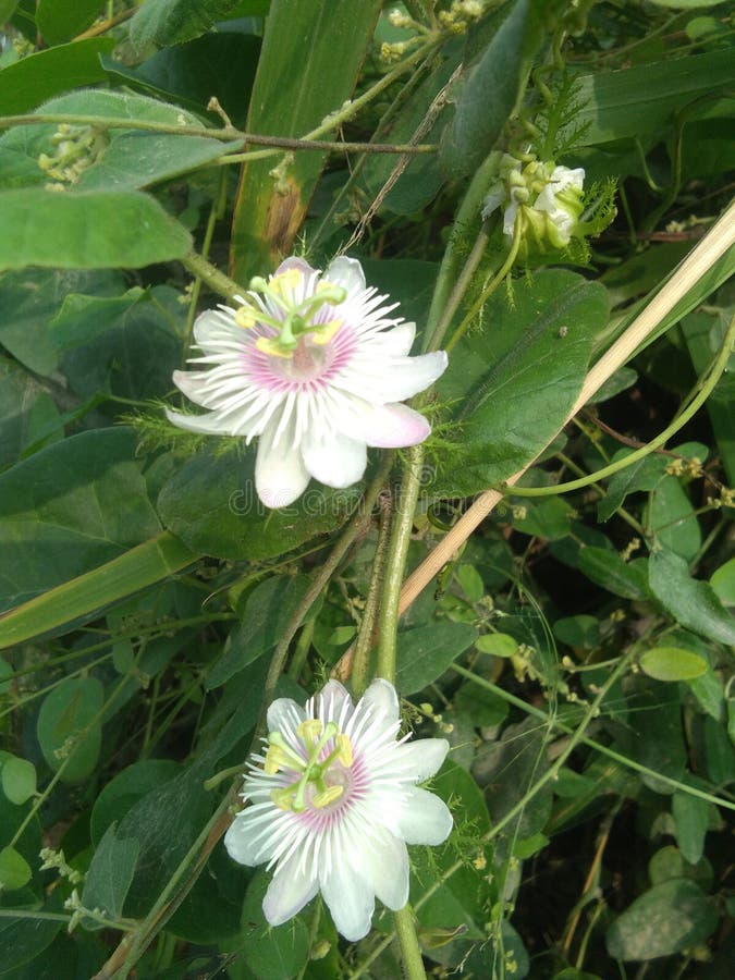 Jungle Passion Fruit Flower Stock Image - Image of herb, daisy: 216728929