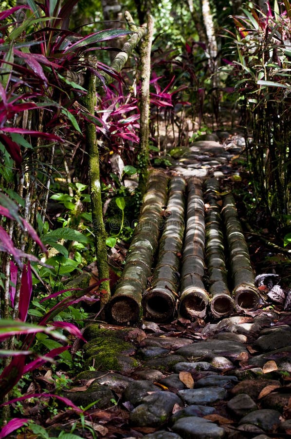 Jungle Path stock photo. Image of green, amazonia, color - 16458868