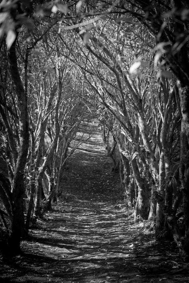 Jungle path. stock photo. Image of black, path, leaves - 79820882