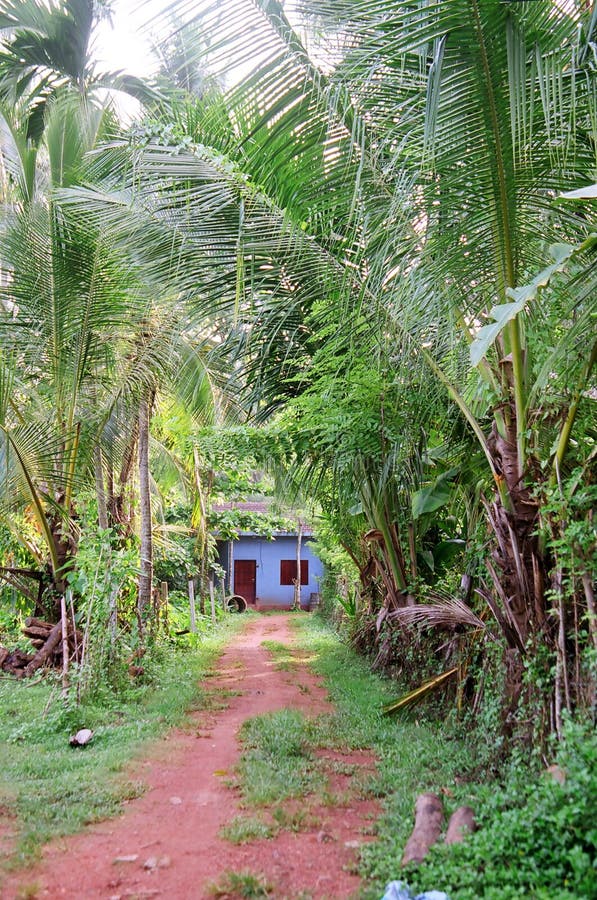Jungle Path and Blue House stock photo. Image of plant - 30068542