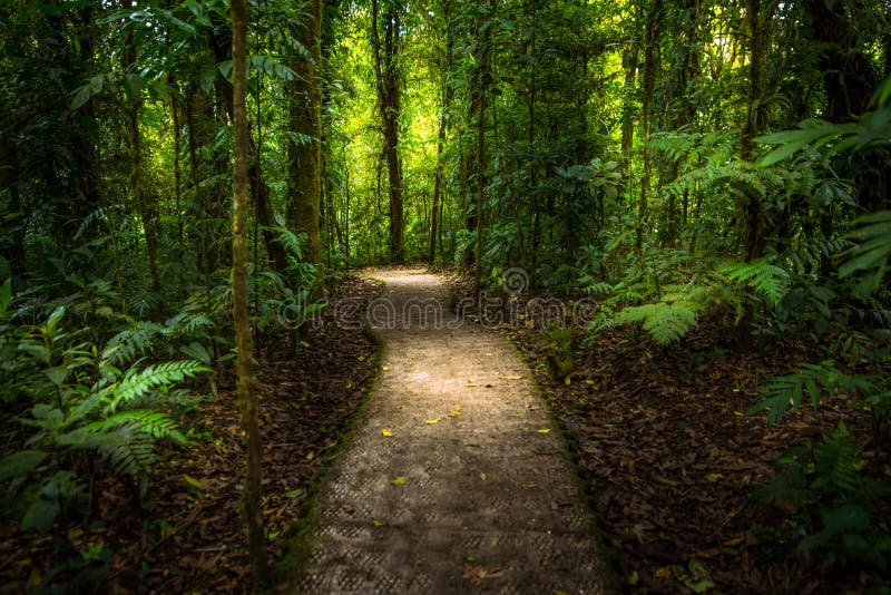 Jungle path. stock image. Image of jungle, beautiful - 79810453