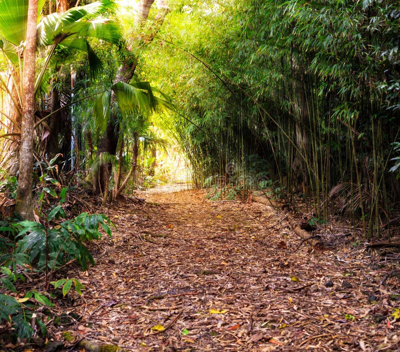 Jungle path stock image. Image of jungle, rays, footpath - 31230909