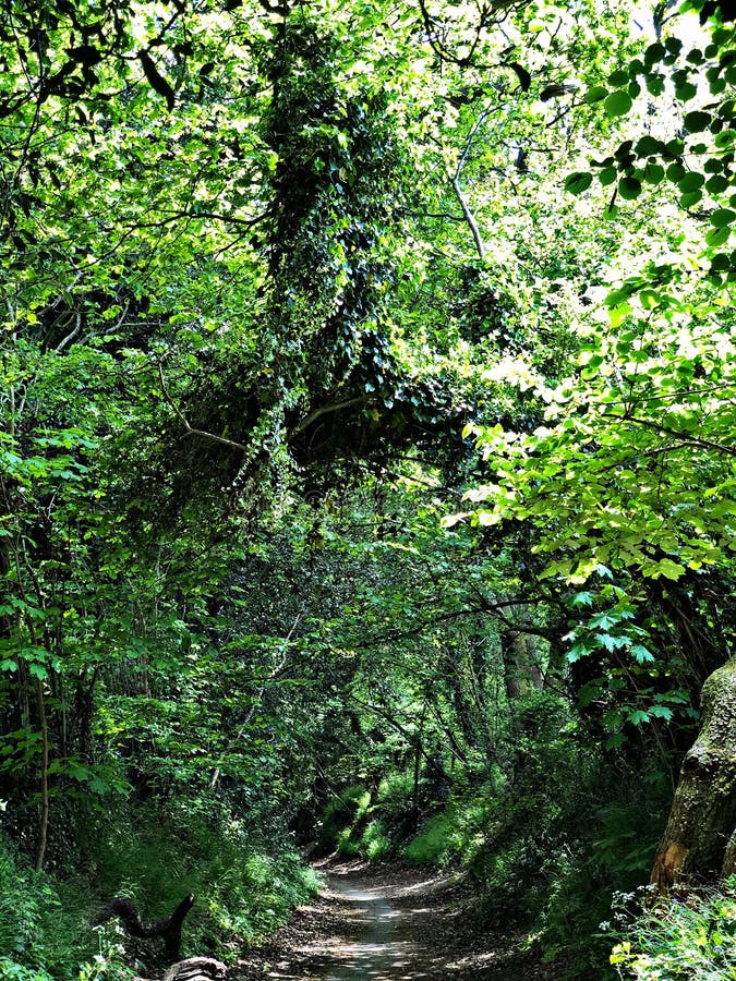 Jungle path stock image. Image of green, trees, jungle - 185941821