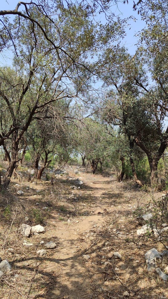 A jungle pathway stock image. Image of stones, pathway - 376563633