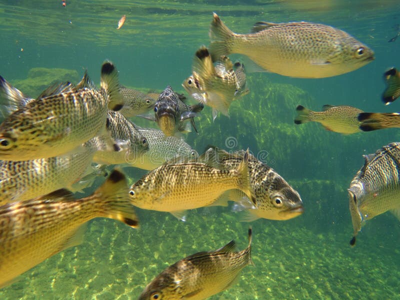 Jungle Perch stock image. Image of rivers, water, marine - 66441783