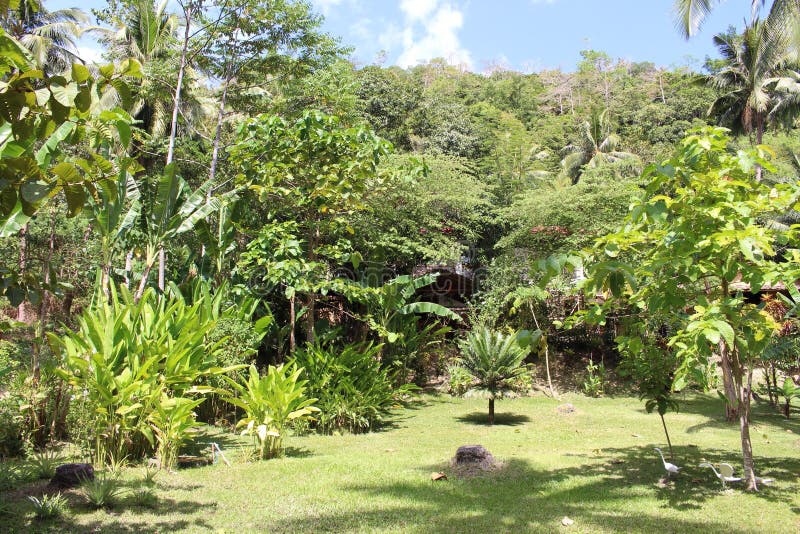 Jungle stock image. Image of palawan, green, jungle, philippines - 68147003