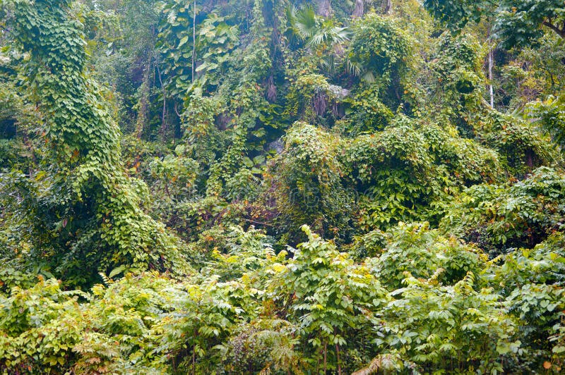 Jungle stock photo. Image of closeup, cuba, flora, fruits - 230941654