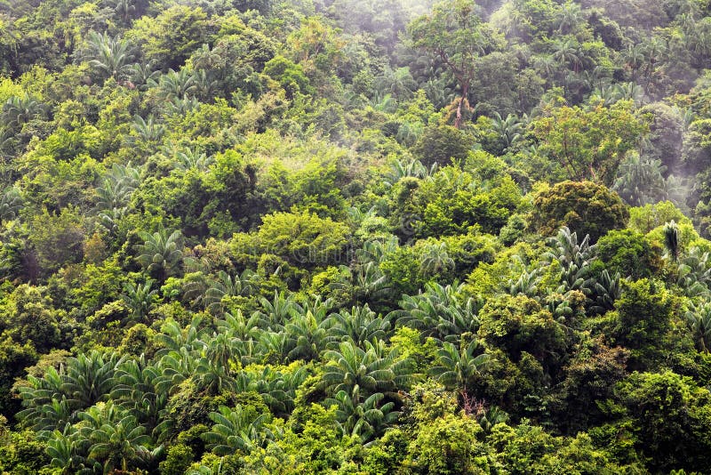 Jungle after rain stock photo. Image of flora, botanical - 10729526
