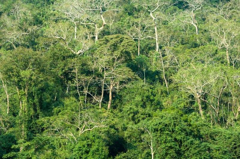 Rain forest background stock photo. Image of landscapes - 1607302