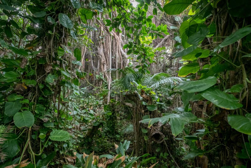 Inside Tropical Rainforest in Hawaii Set of Pirates of Caribbean Stock ...