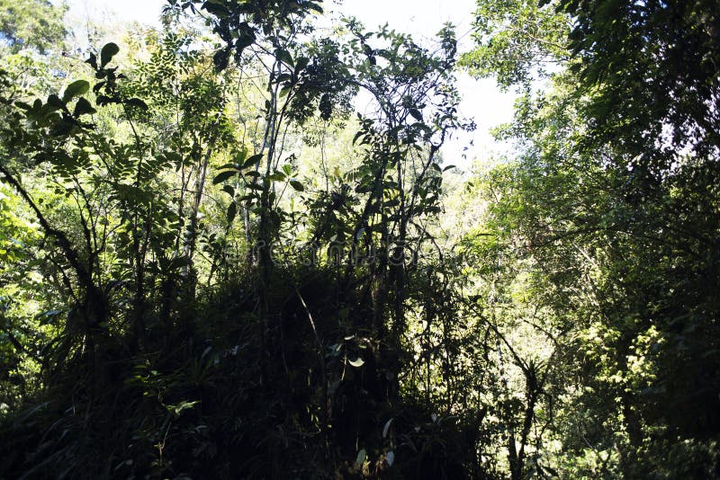 Jungle Rainforest with Leafy Trees in the Amazon Tingo Maria Peru Stock ...