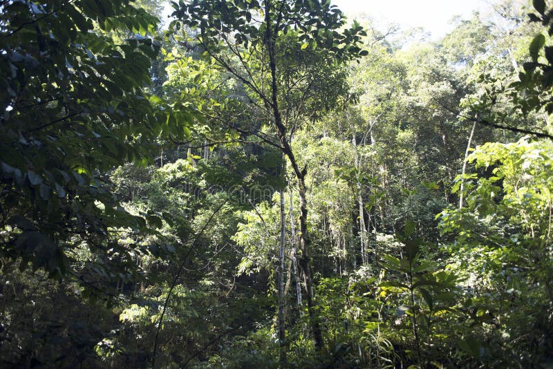 Jungle Rainforest with Leafy Trees in the Amazon Tingo Maria Peru Stock ...
