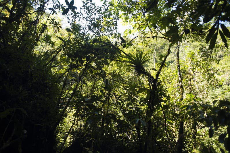 Jungle Rainforest with Leafy Trees in the Amazon Tingo Maria Peru Stock ...