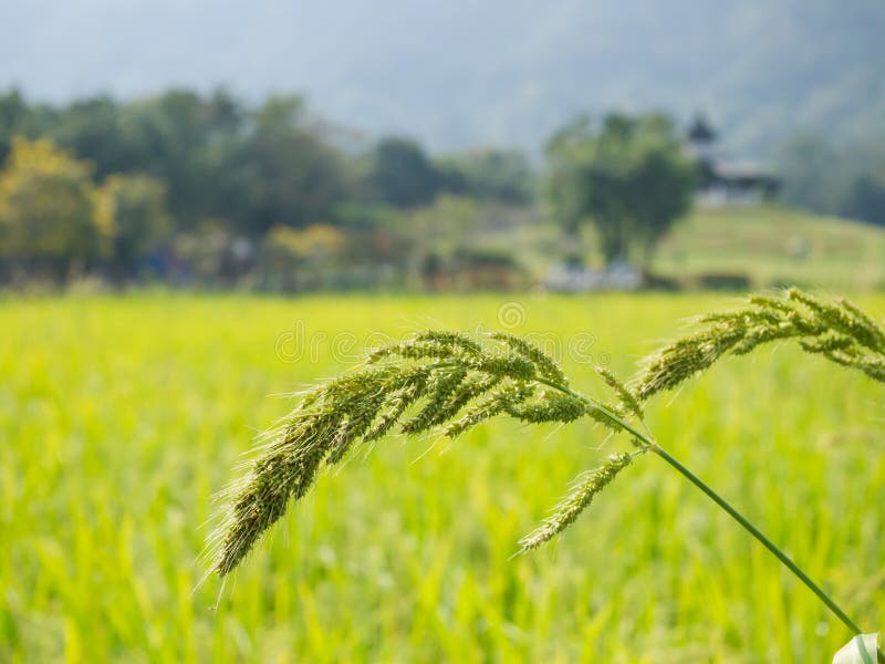 Jungle Rice, Birds Rice (Echinochloa Colona (L.) Link). Stock Image ...