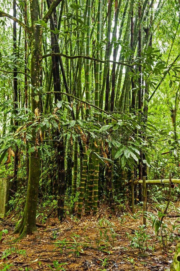 Dulce National Park Stock Photos - Free & Royalty-Free Stock Photos ...