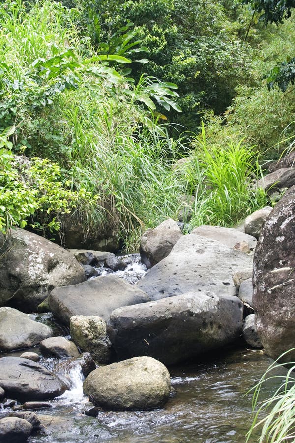 Jungle river stock image. Image of leaf, outdoors, central - 13679155