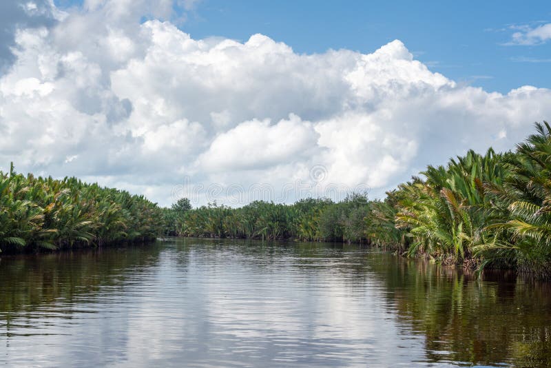 Jungle River in Borneo. Tanjung Puting National Park, Indonesia Stock ...