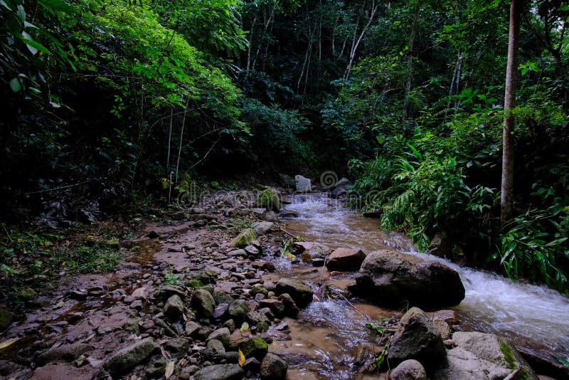 169 Jungle Bottom Perspective Stock Photos - Free & Royalty-Free Stock ...