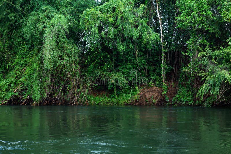 Jungle river stock image. Image of beautiful, tree, park - 144684437