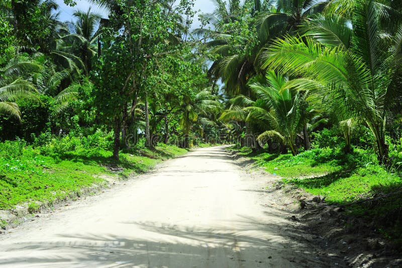 Jungle road stock image. Image of journey, roadside, rural - 28177477