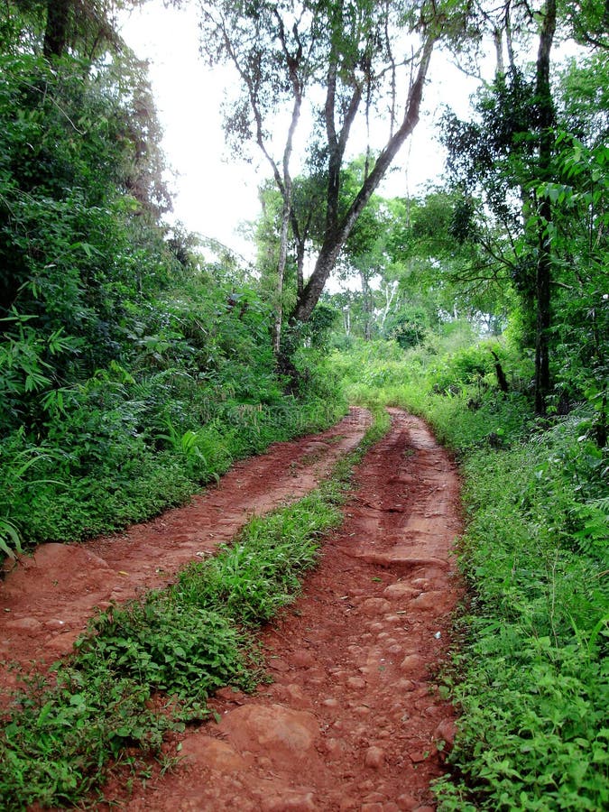 Jungle Road stock image. Image of rainforest, rally, botany - 4263813